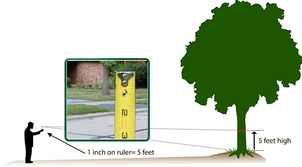 Tree Heights